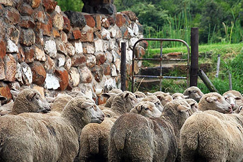 Cedarberg Guest Farm - Cedarville Accommodation.