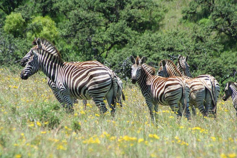 Cedarberg Guest Farm - Cedarville Accommodation.