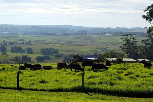 Cedarwood - Howick Accommodation.