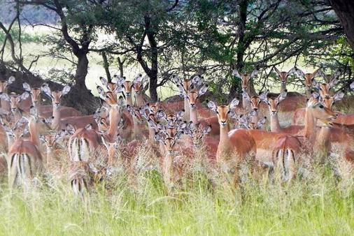 Chengeta Safari Lodge - Selous Accommodation.