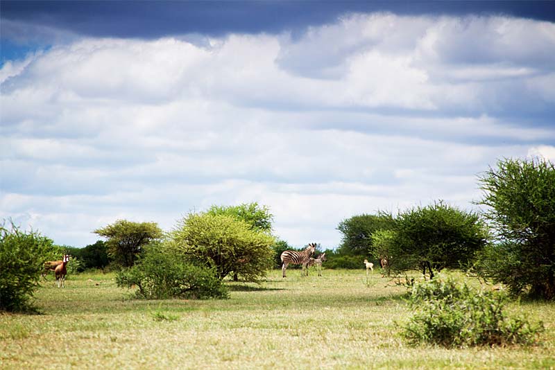 Bush n Buck Private Game Farm - Brits Accommodation.