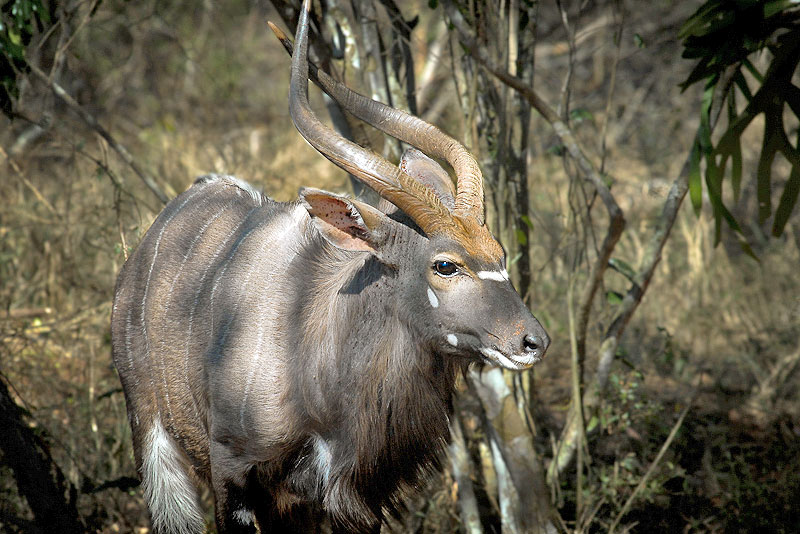 Umkhumbi Lodge - Hluhluwe Accommodation.