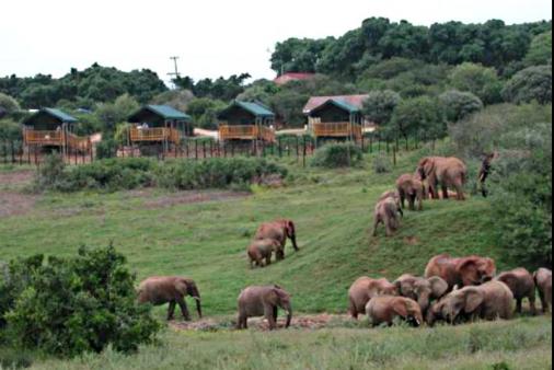 Addo Rest Camp - Addo Accommodation.