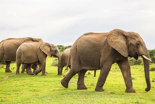 Narina Bush Camp - Addo Accommodation.