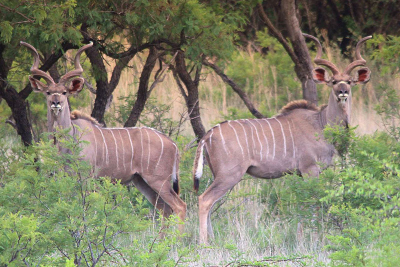 Umfula Resort - Parys Accommodation.