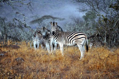 Amakhosi Safari Lodge - Magudu Accommodation.
