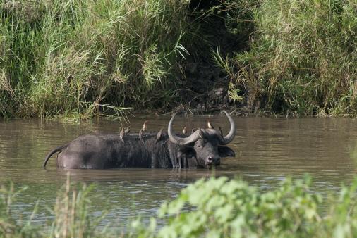 Amakhosi Safari Lodge - Magudu Accommodation.