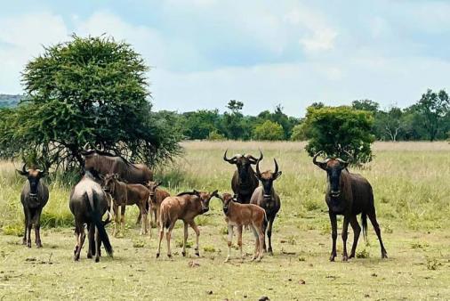 Halali Wilderness Private Game Ranch - De Wagensdrift Accommodation.