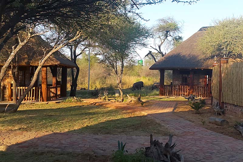 Witgatboom Boskamp - Mookgophong - Naboomspruit Verblyf.