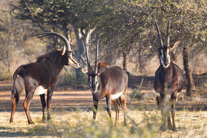 Witgatboom Boskamp - Mookgophong - Naboomspruit Verblyf.